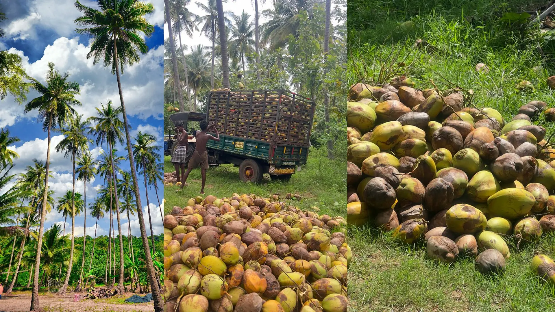 Kurinzi Virgin Coconut Oil: Sourced from Tall Variety Coconut Trees!